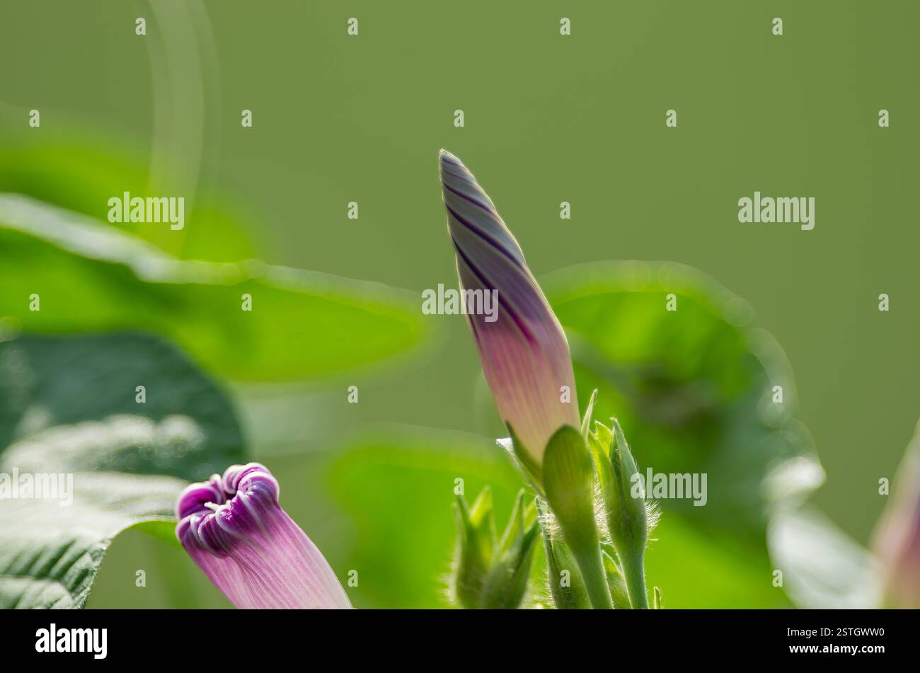 A delicate morning glory flower bud, tightly wrapped before blooming ...