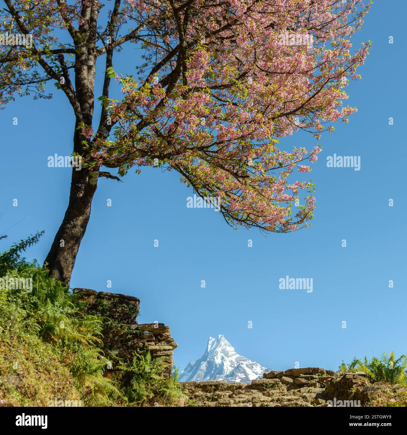 Tree in nepal hi-res stock photography and images - Alamy