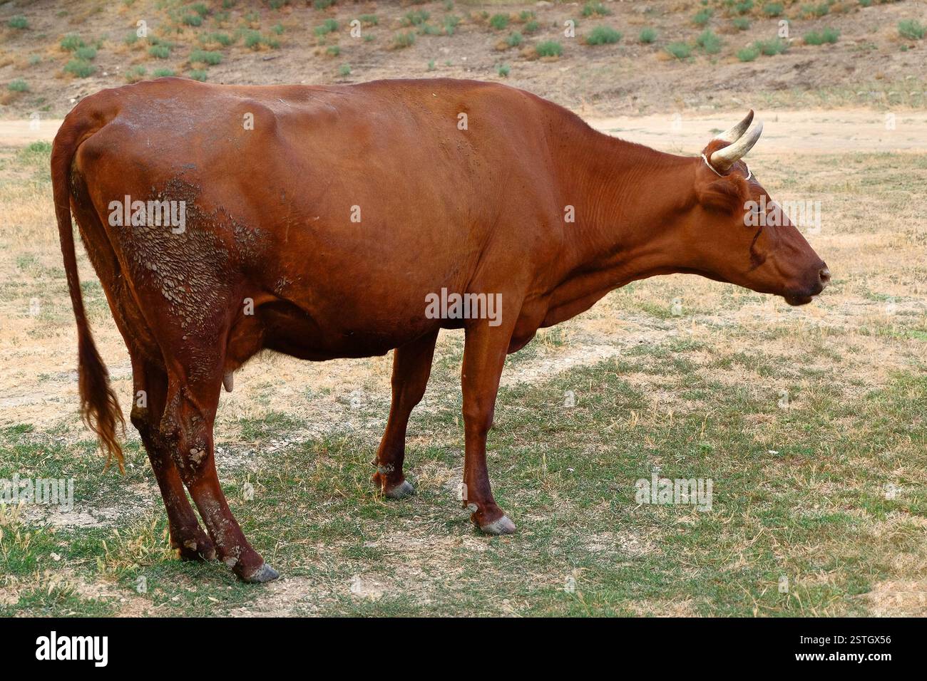 Cow grazing on a depleted pasture Stock Photo - Alamy