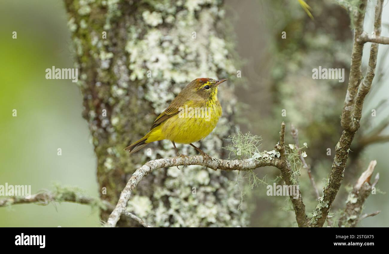 male brown and yellow with red Mohawk palm warbler - Setophaga palmarum ...