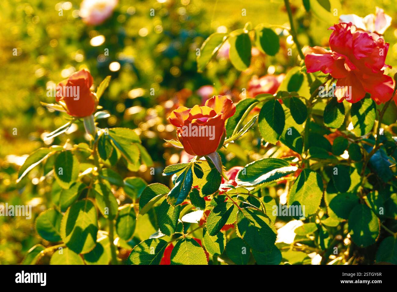 Pink roses in garden. Rose bush in spring garden backlit shot Stock ...