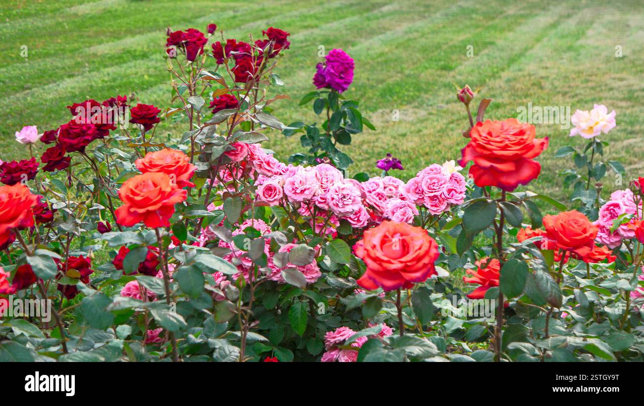 Different roses in rose garden and copy space on grass hi-res stock ...