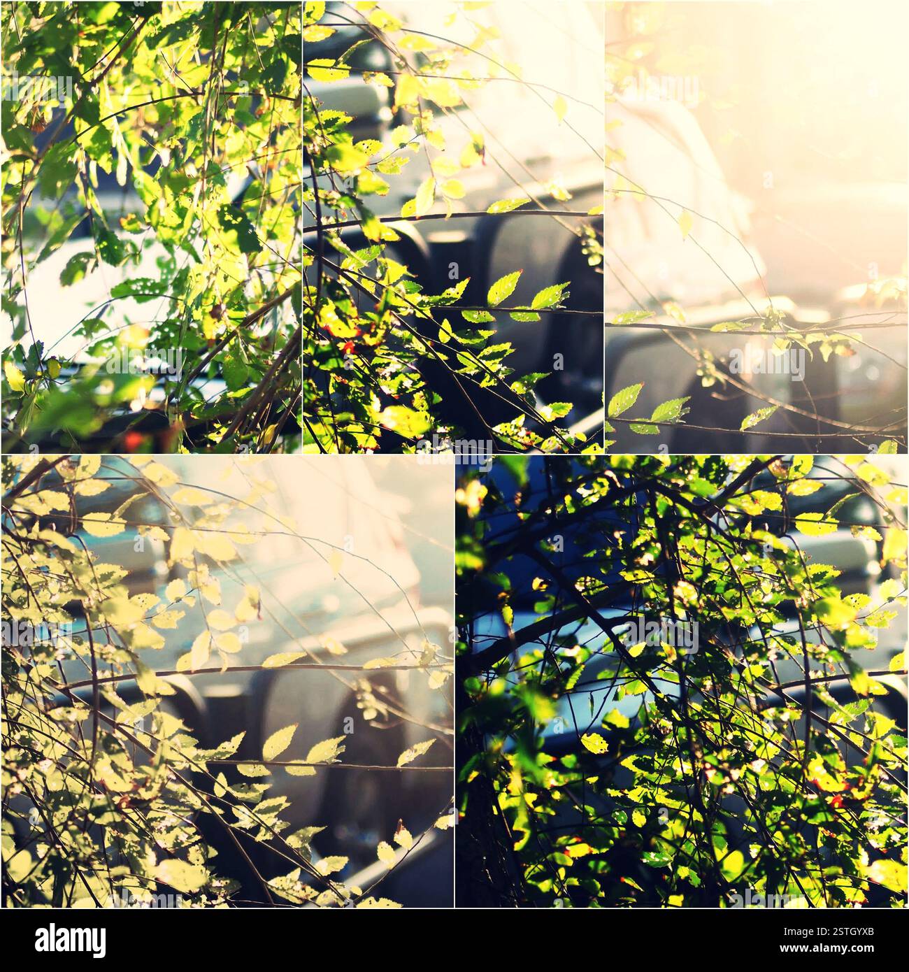Fresh crisp green tree leaves backlit collage of toned images, shallow ...