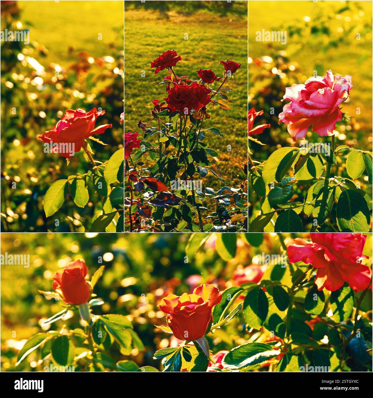 Roses in the autumn garden backlit, collage set of colorized images ...