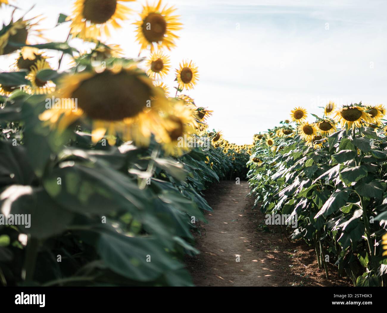 A beautiful sunflower field bathed in warm golden light during sunset ...