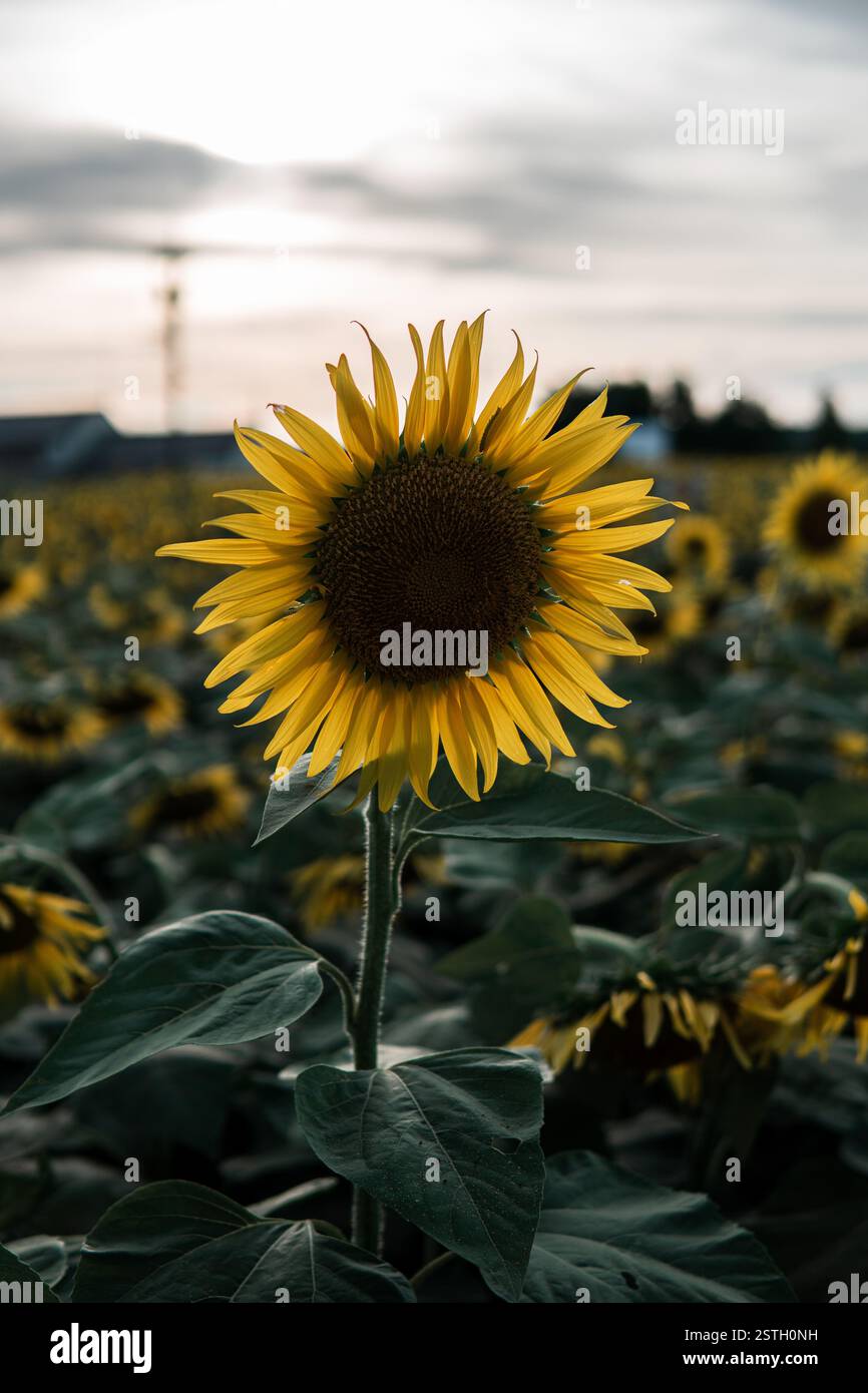 A beautiful sunflower field bathed in warm golden light during sunset ...