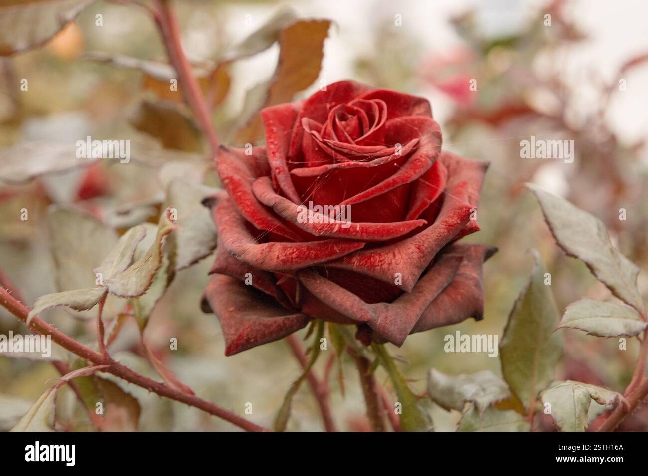 Beautiful dark red rose in the garden, selective focus, vintage color ...