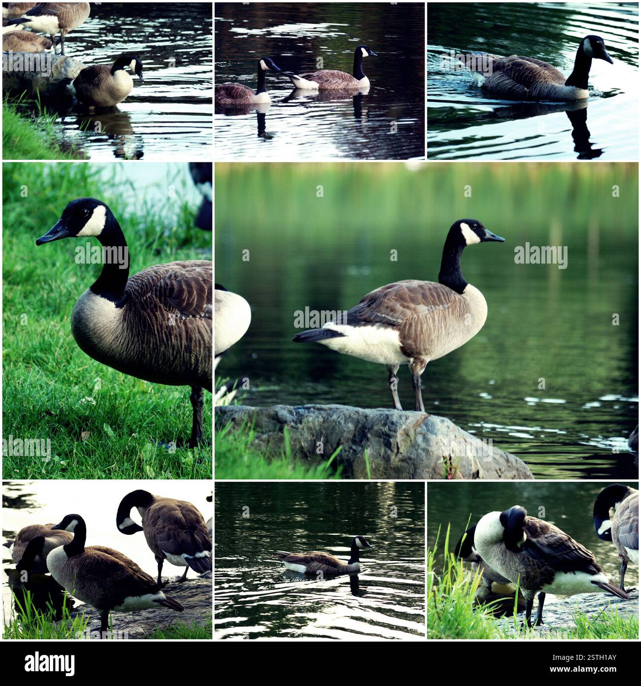 Birds in wildlife. Wild ducks animal on stone of pond bank side view ...