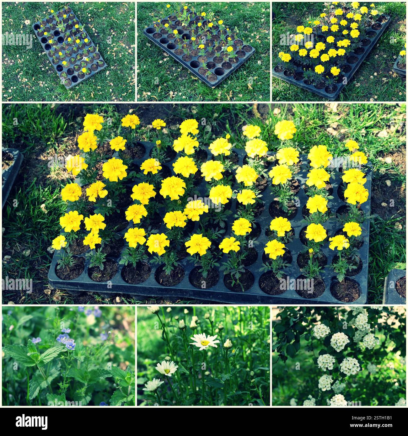 Yellow flowers ready for spring flowerbed in transportation packs Stock ...