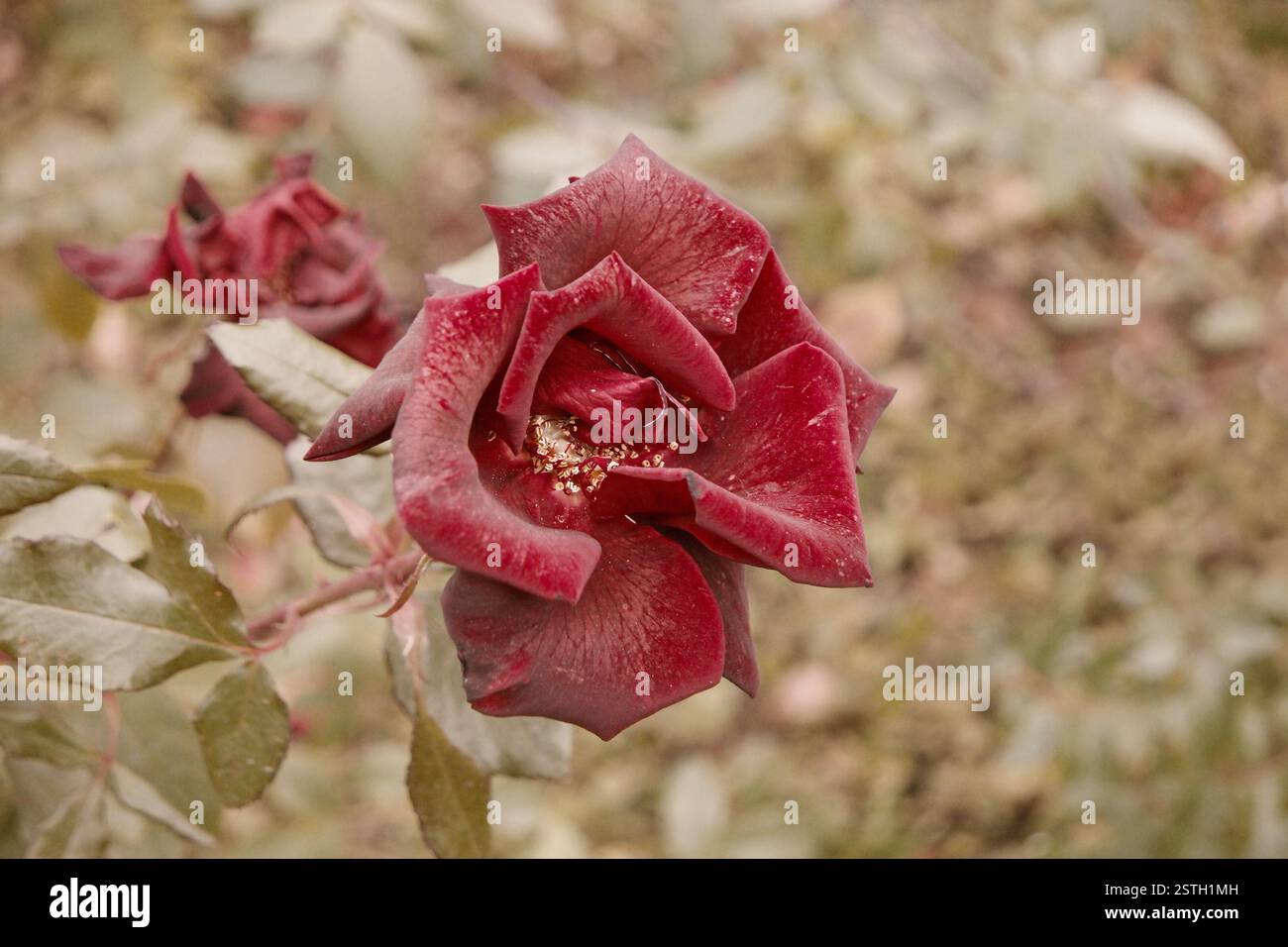 Dry red rose in autumn garden top view. Flower in fall season sad ...