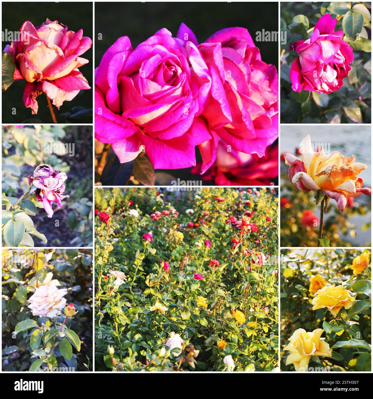 Collage of beautiful roses in garden. Rose flowers covering rose bush ...