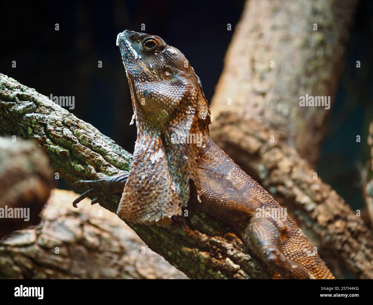 Magnificent stately Frilled-neck Lizard in outstanding beauty Stock ...