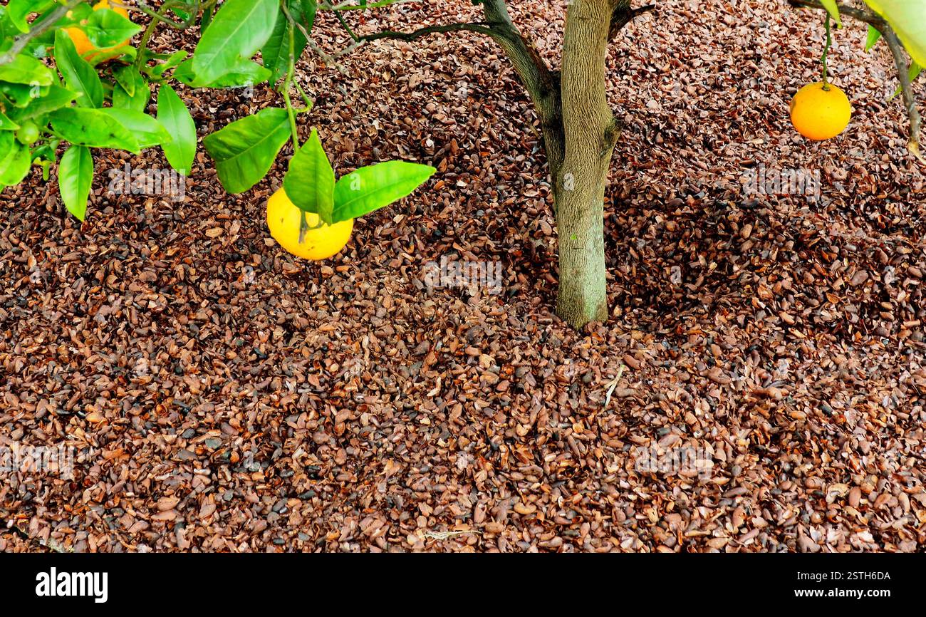 Mulch under orange tree hi-res stock photography and images - Alamy