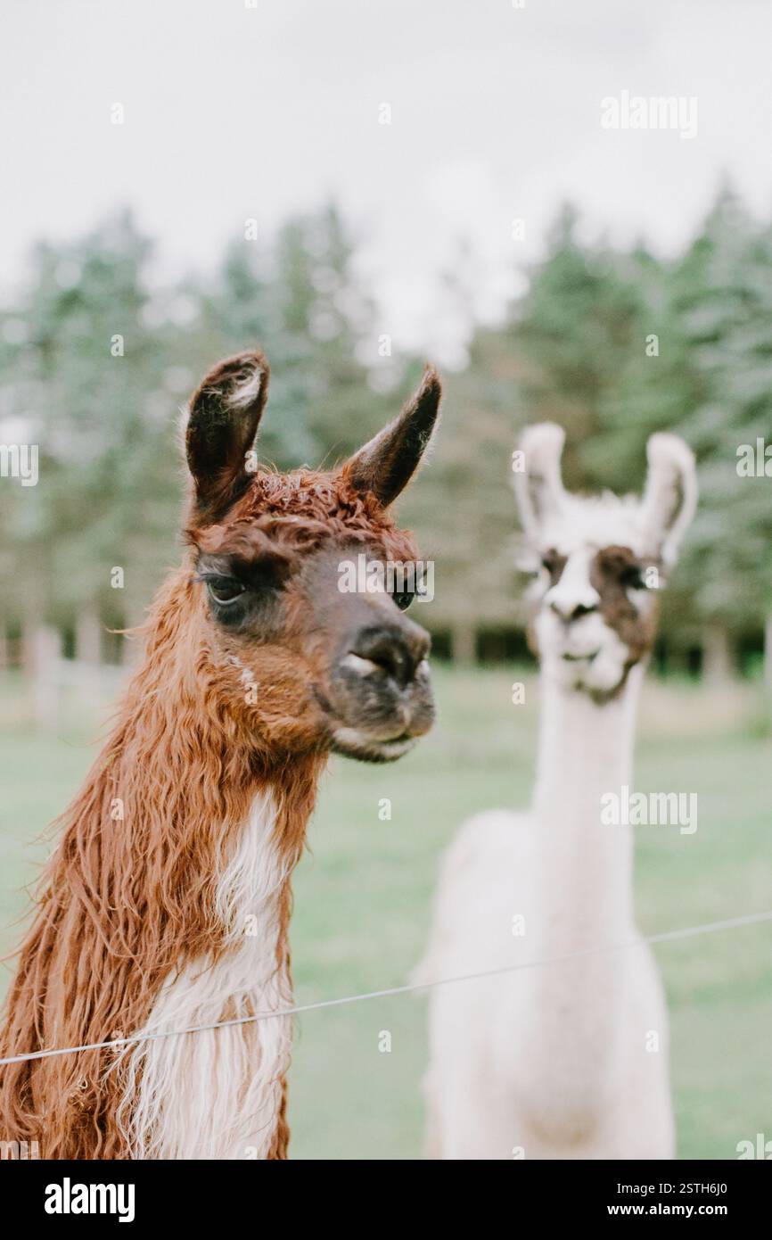 Two llamas are posed closely together in a green meadow, surrounded by ...