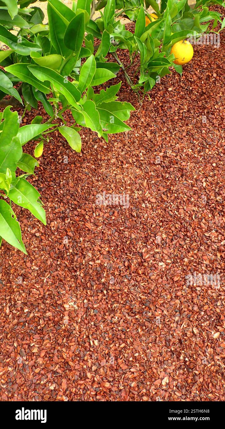 An orange tree with fruit in a garden bed, mulched with cocoa husks ...