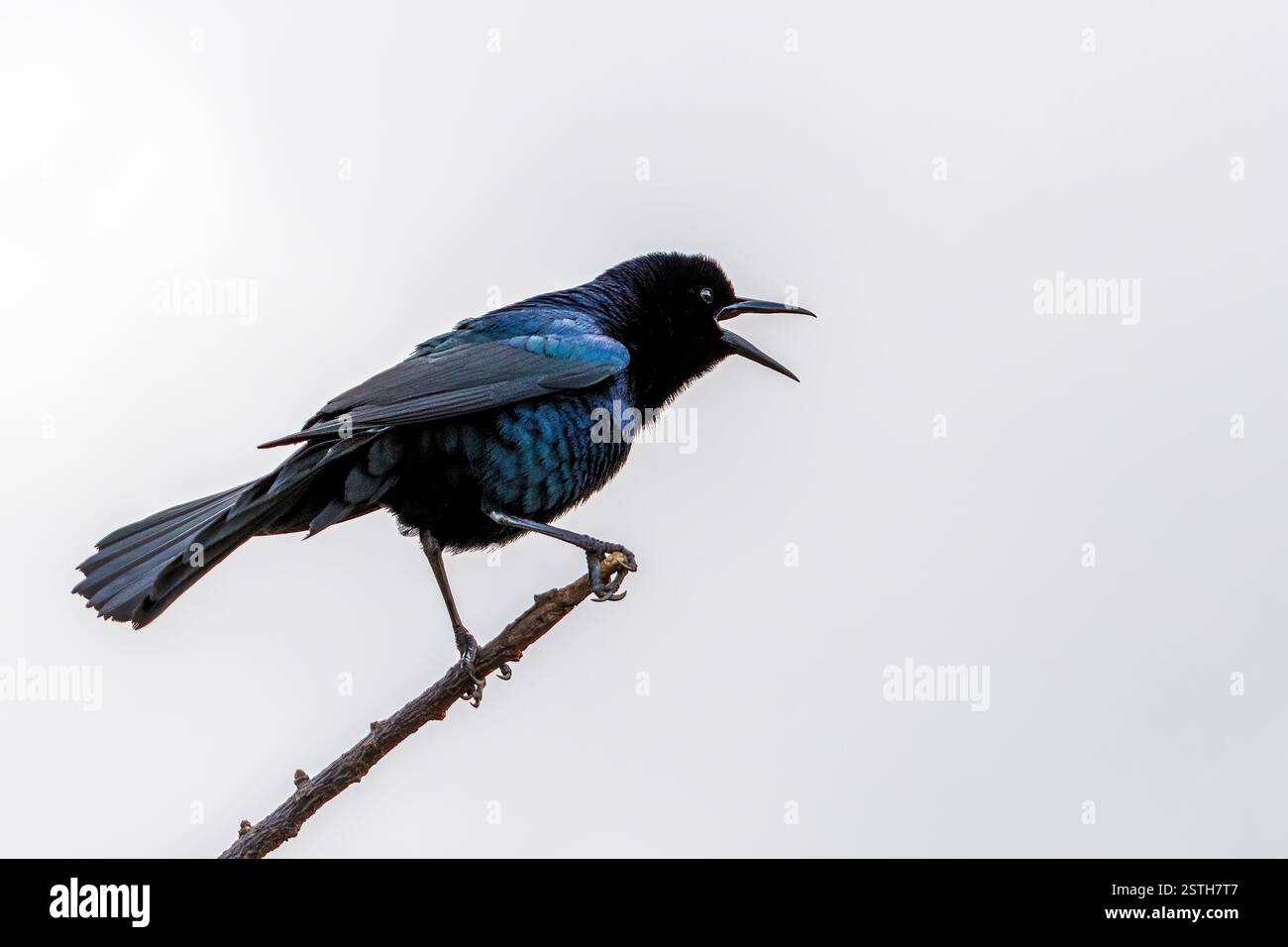 February 18, 2025, Delray Beach, Florida, USA: A bird sings in the ...