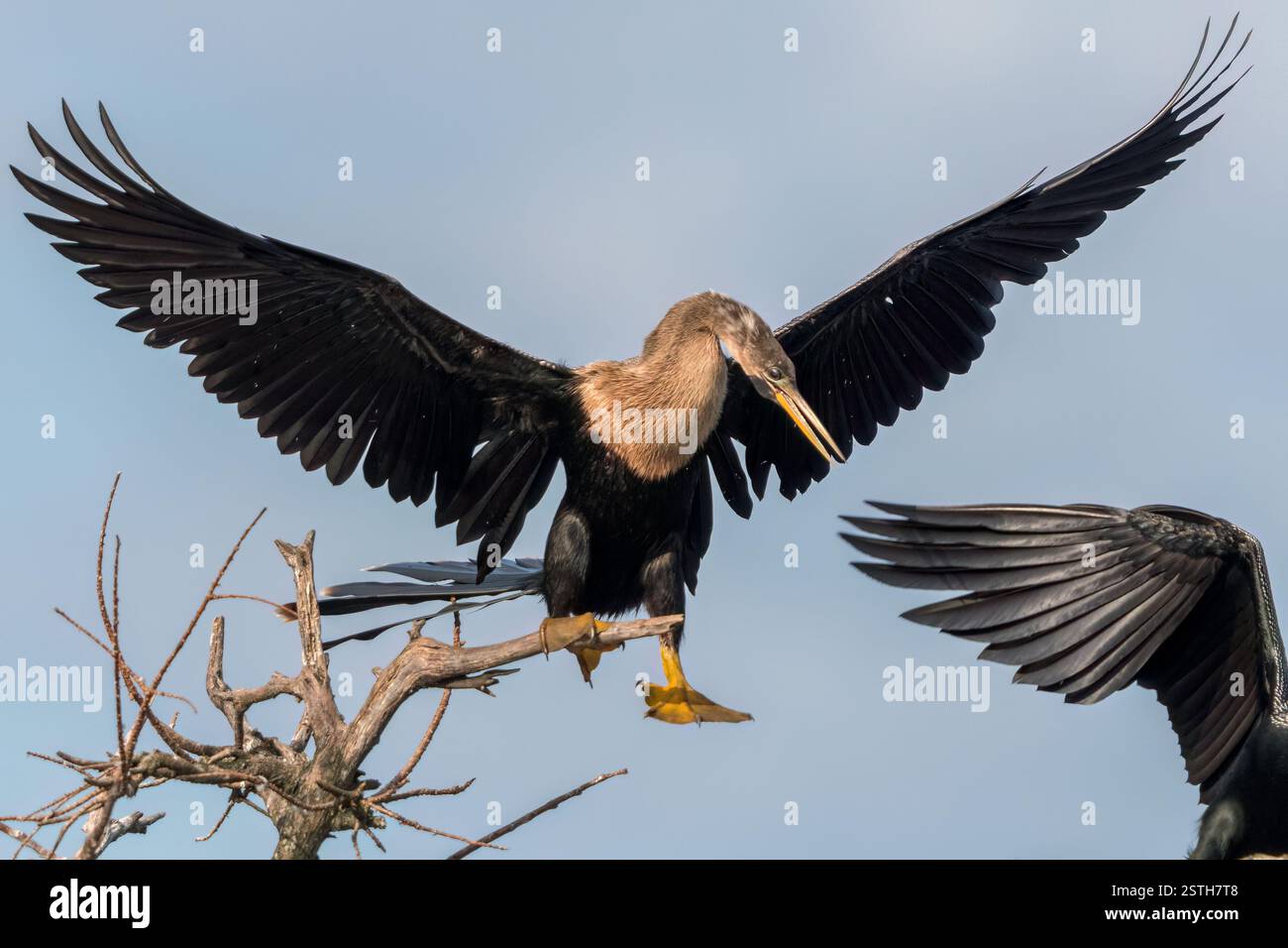 Delray Beach, Florida, USA. 18th Feb, 2025. Anhinga seen the ...