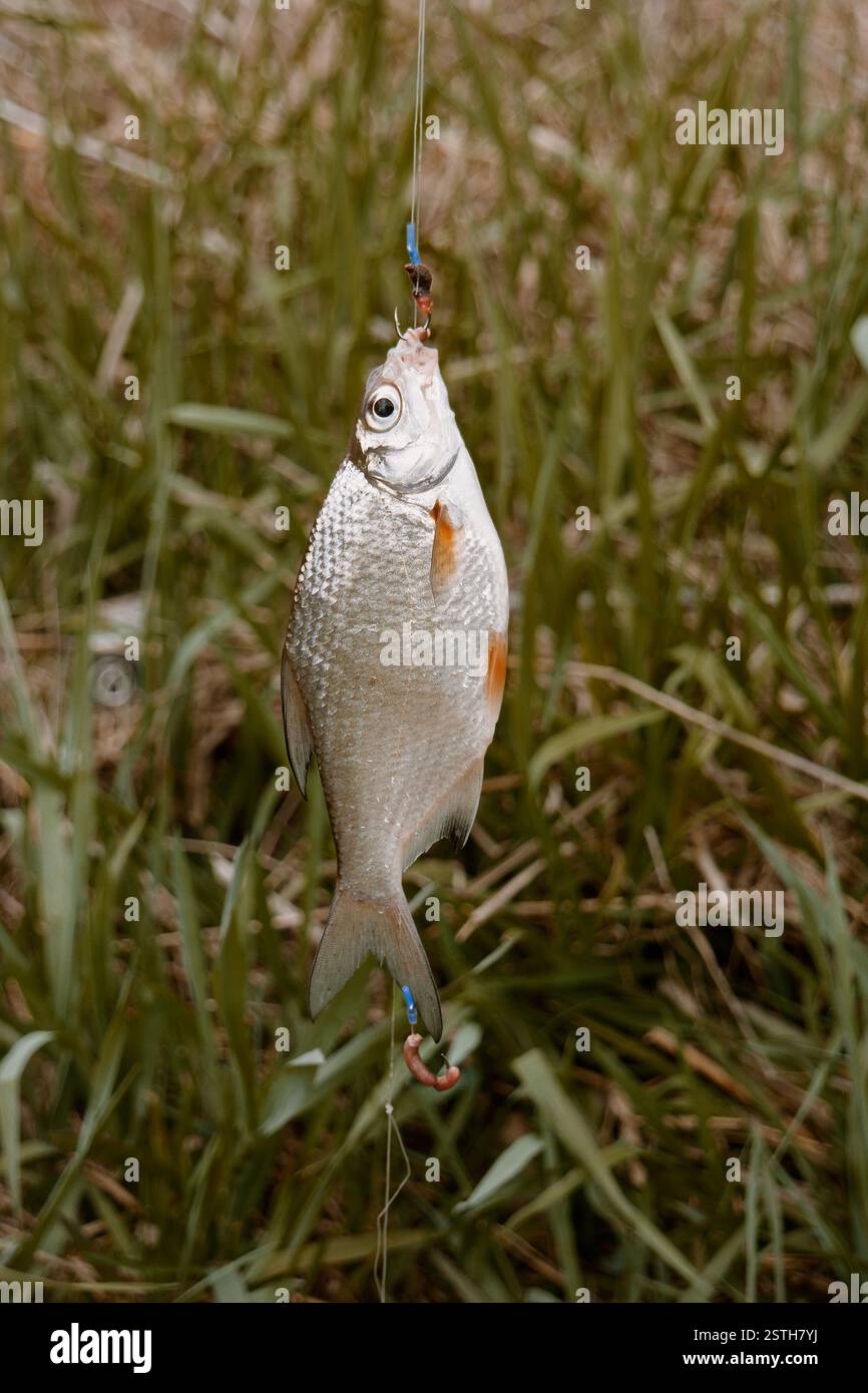 Redfin fish hanging on rod in front of green grass, side view ...