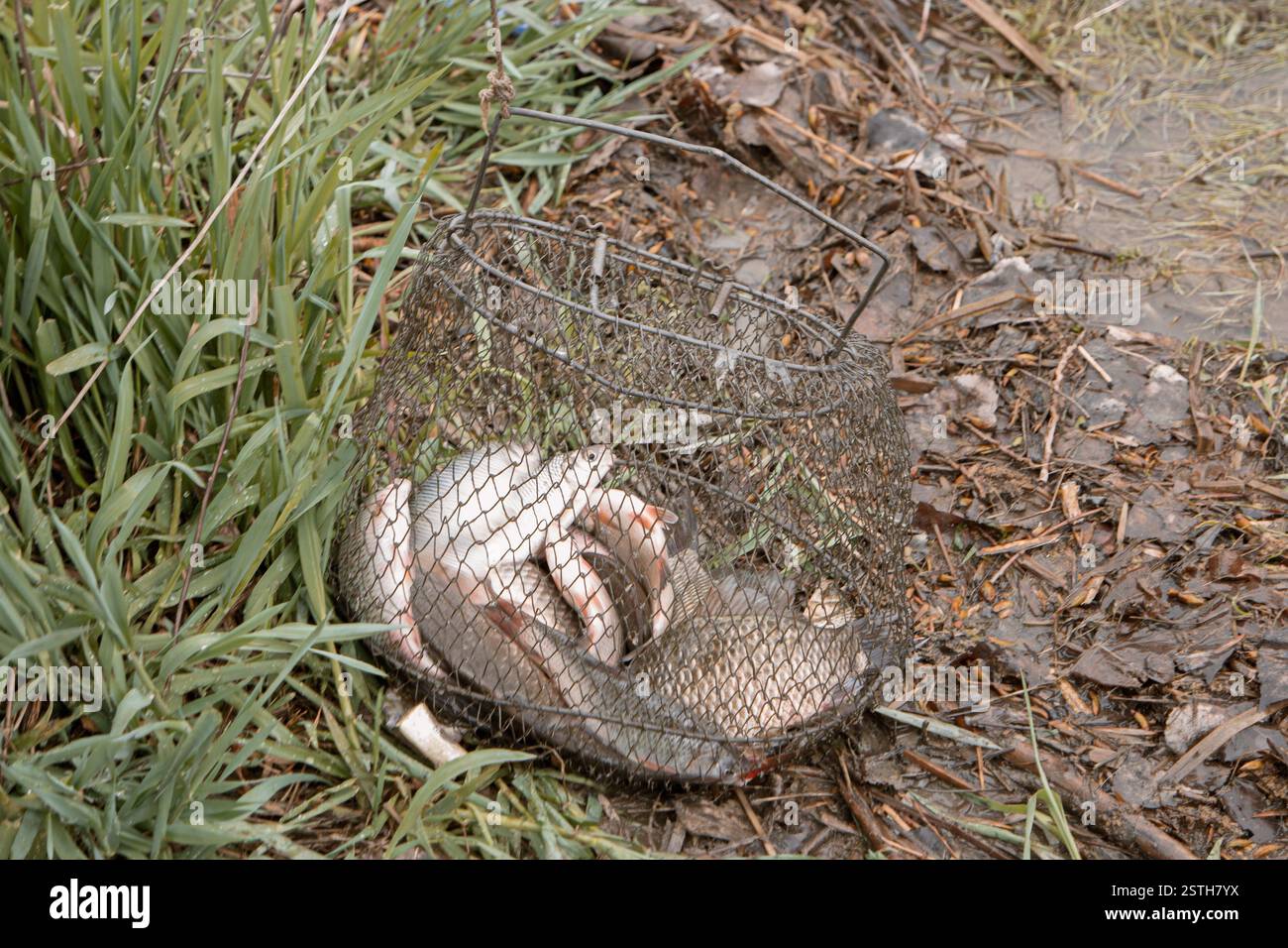 Fishing crib on a ground og riverbank full of fresh alive carp fishes ...