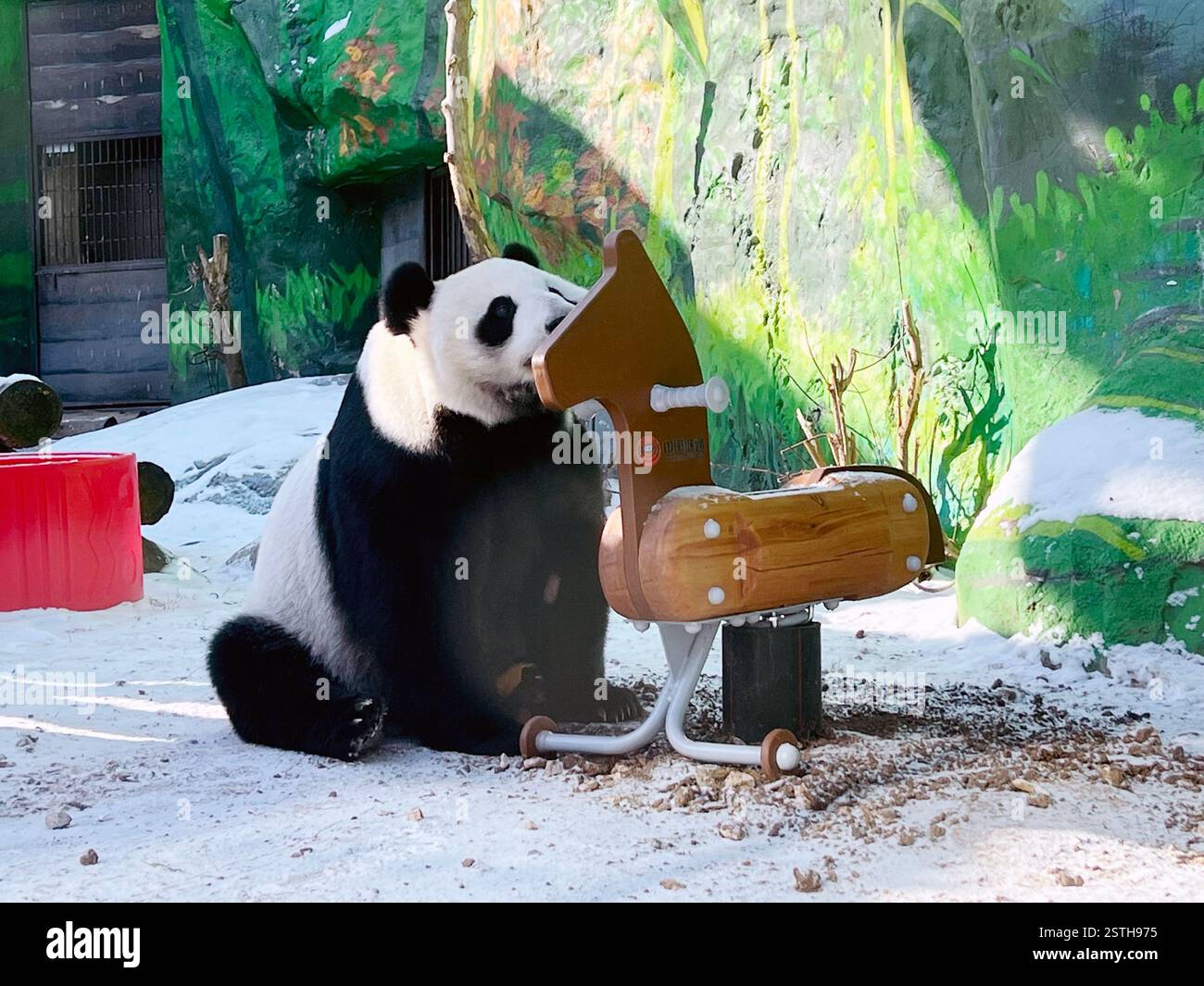 Moscow, Russia.18th February 2025. Giant panda cub Katyusha plays with ...