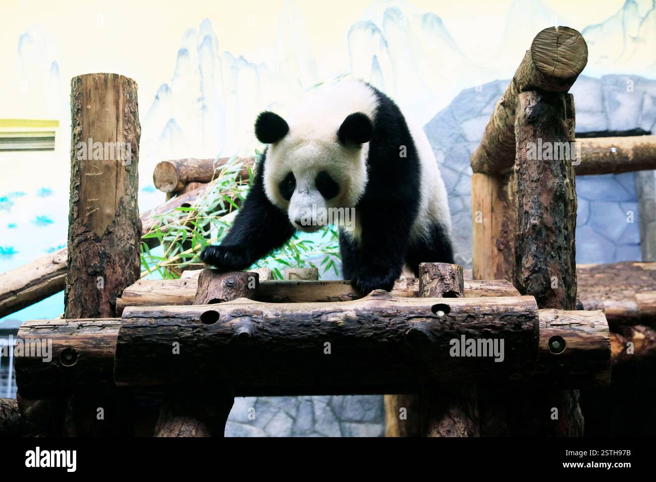 Giant panda cub katyusha hi-res stock photography and images - Alamy