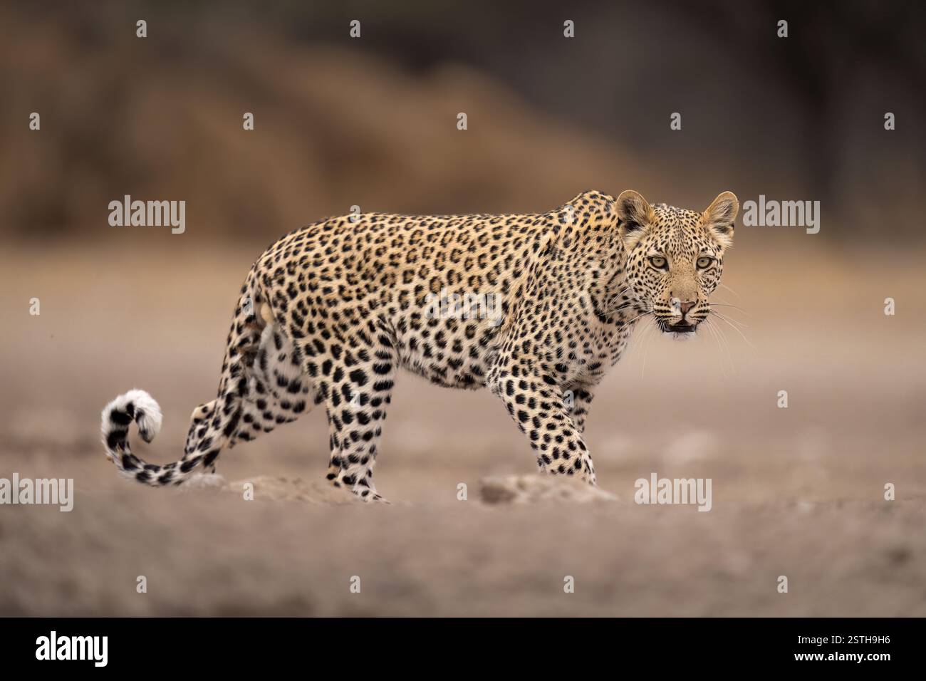 Safari forest animals hi-res stock photography and images - Alamy