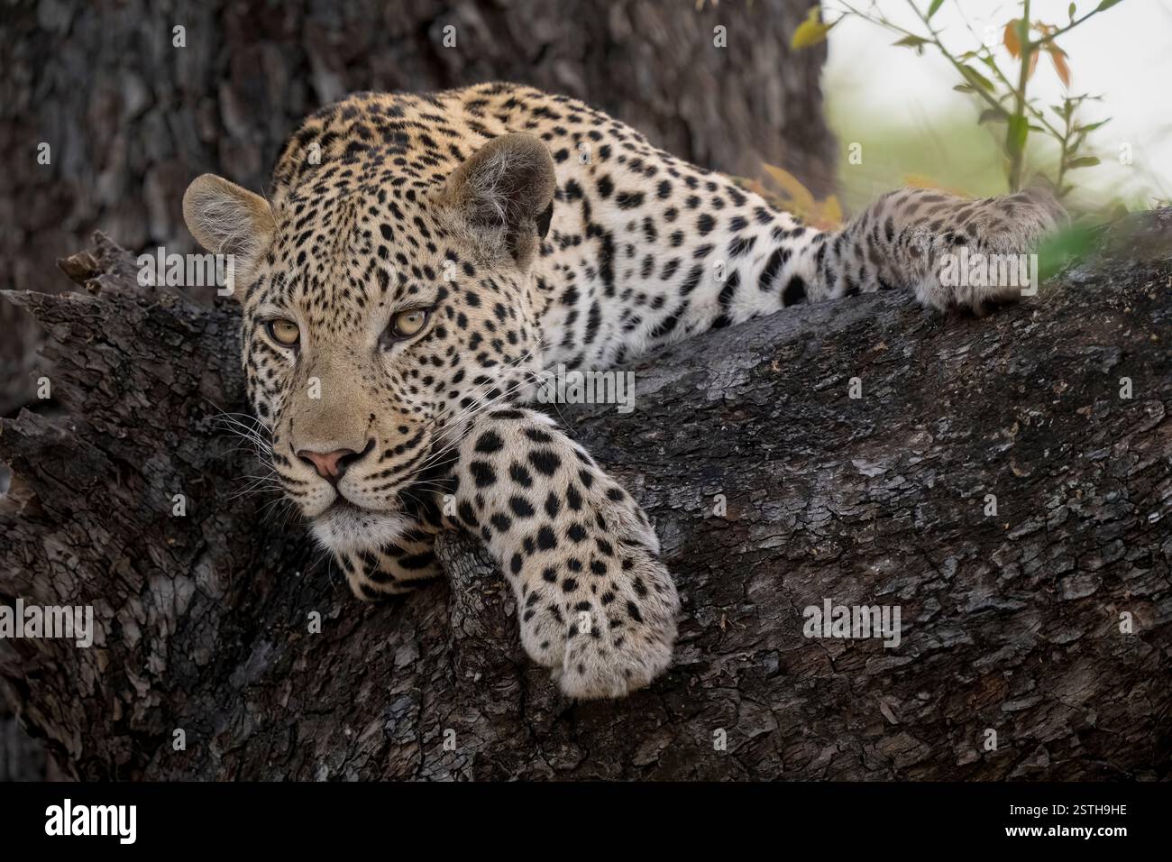 Safari forest animals hi-res stock photography and images - Alamy