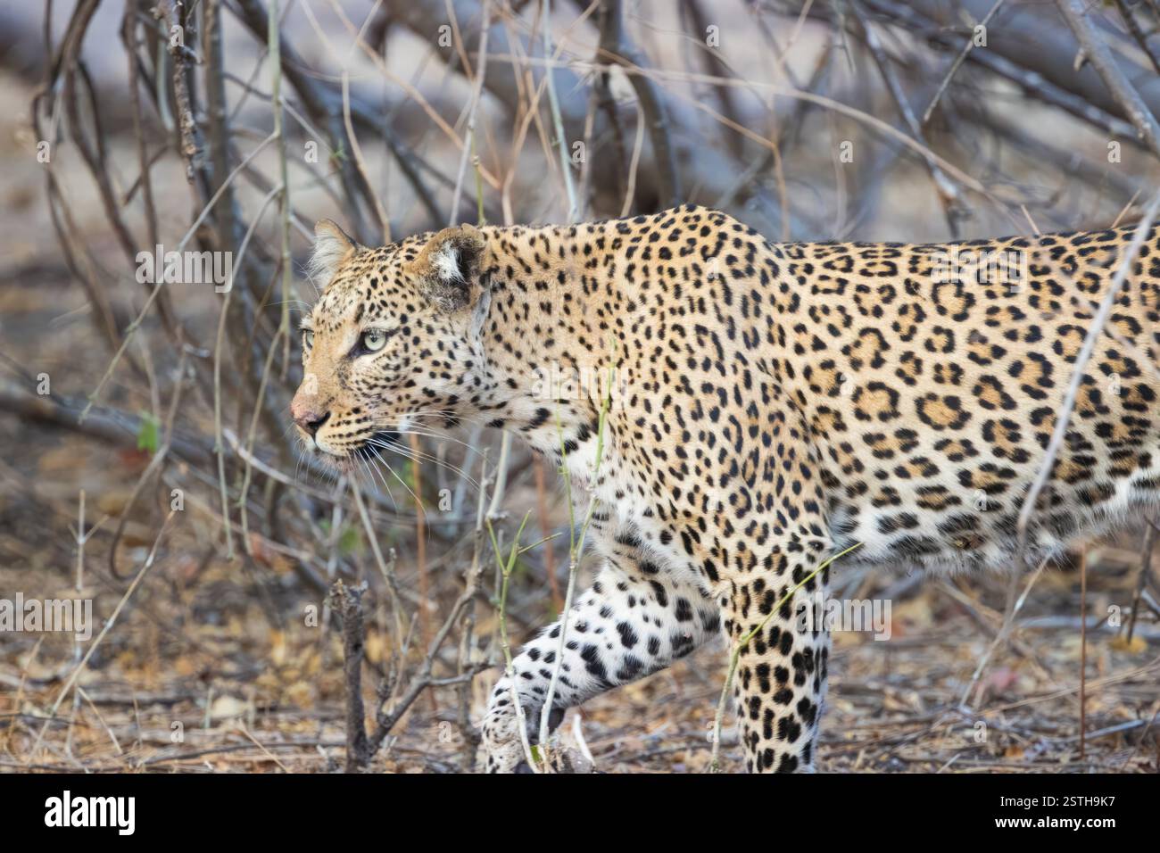 Cheetah in the Forest Stock Photo - Alamy