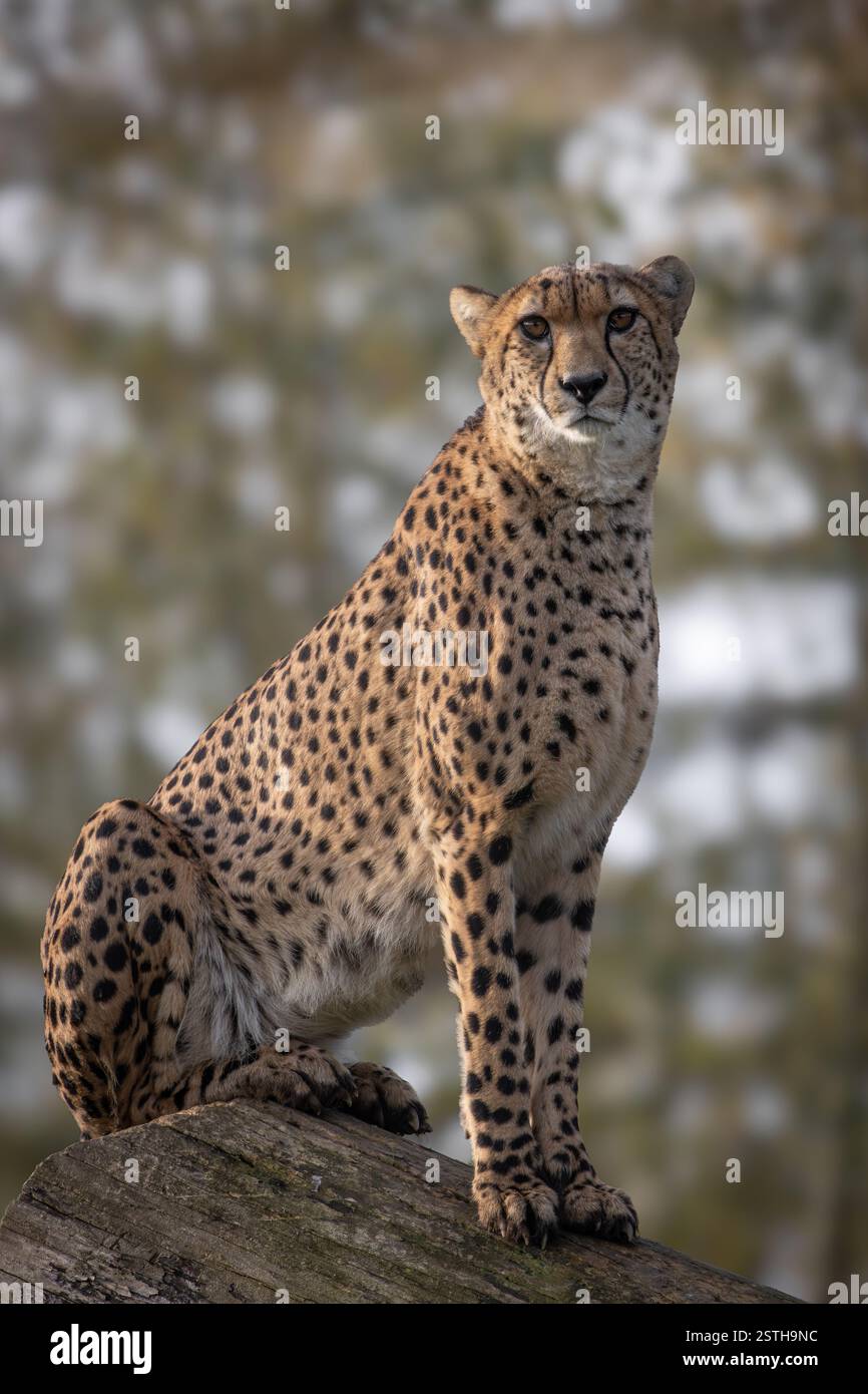 Forest ecosystem animals hi-res stock photography and images - Alamy