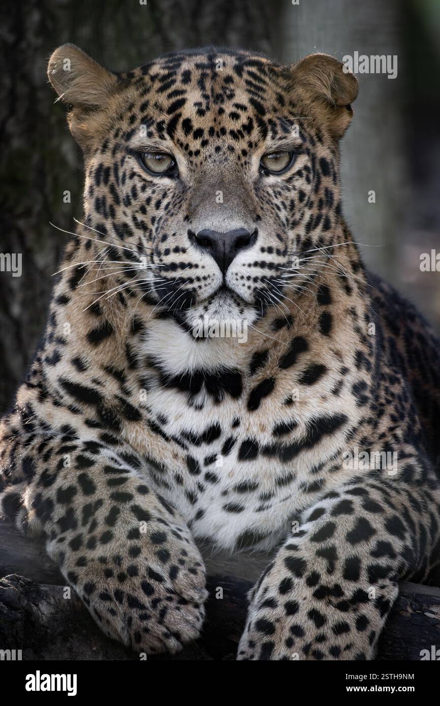 Jungle animals in forest hi-res stock photography and images - Alamy