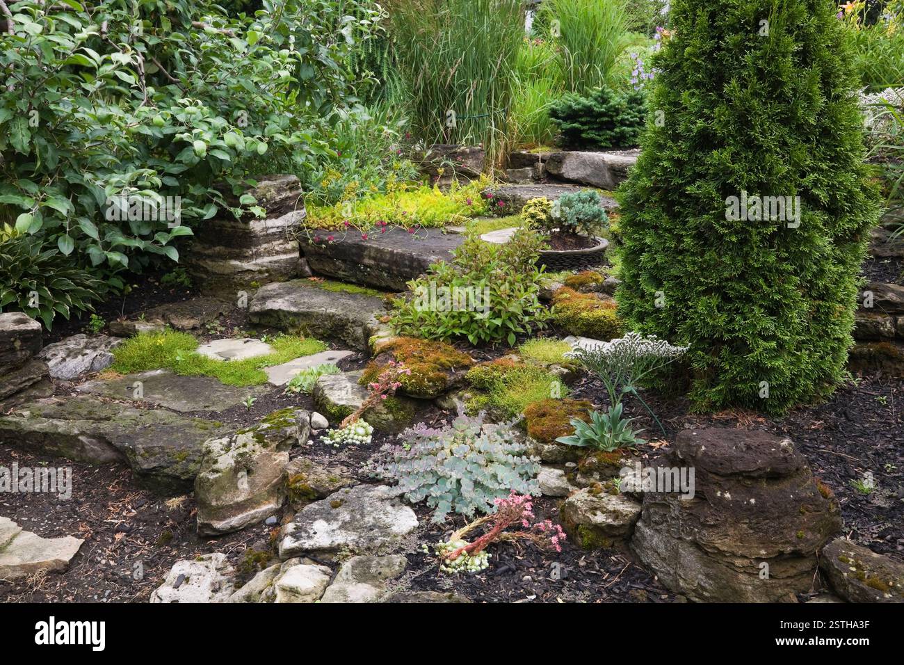Raised stone borders with Sedum 'Rosy Glow' - Stonecrop, Thuja ...