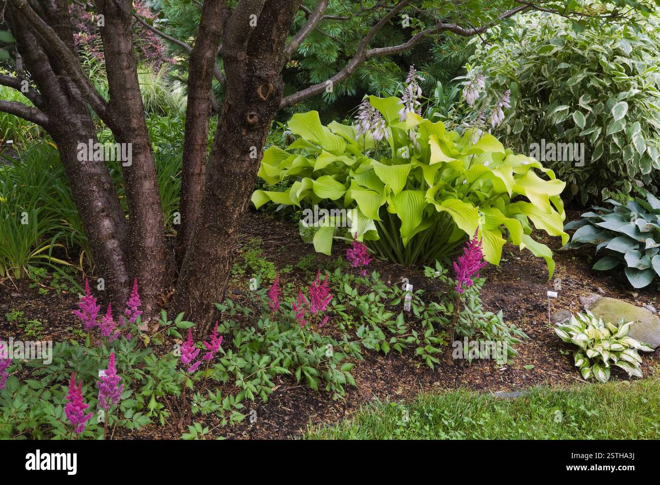 Deciduous tree trunks underplanted with Astilbe 'Vision in Red' flowers ...