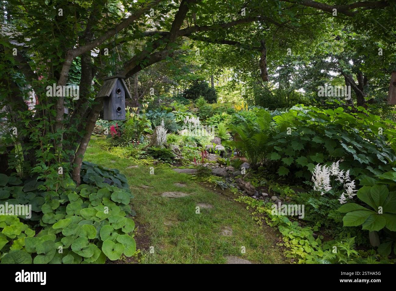 Grass and flagstone path next to Acer ginnala - Amur Maple tree with ...