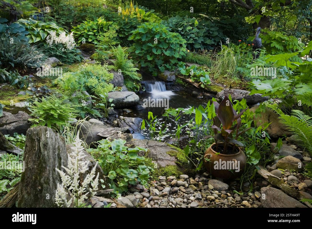 Pond with Sagitaria - Arrowhead, Glyceria maxima ‘Variegata’ - Manna ...