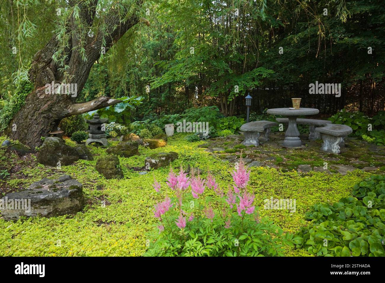 Salix alba ‘Tristis’ - Weeping Willow tree and grey cement sitting ...