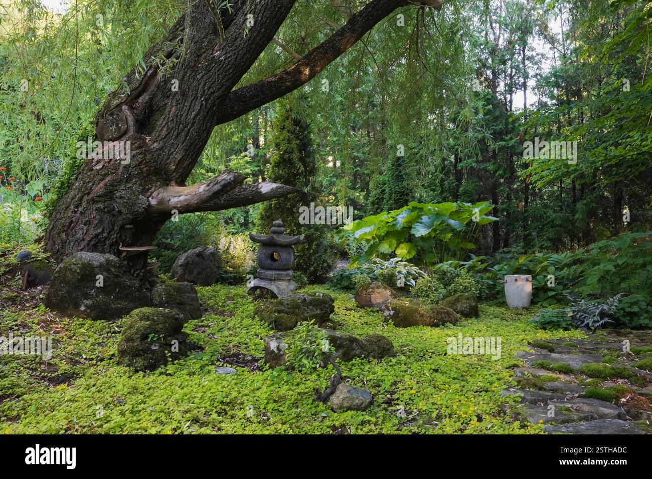 Salix alba ‘Tristis’ - Weeping Willow tree underplanted with Lysimachia ...