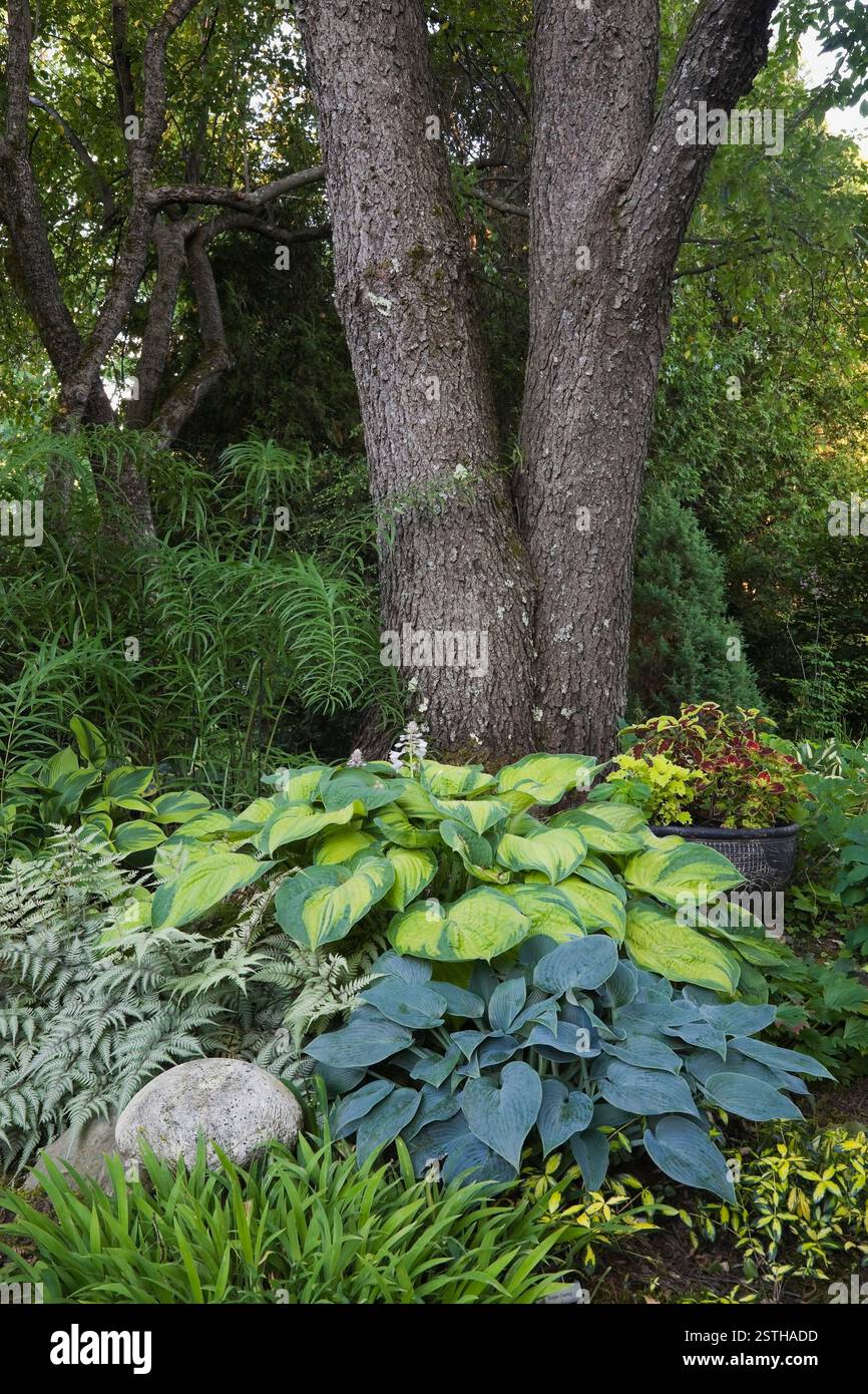 Prunus serotina - Cherry tree underplanted with Polygonatum ...