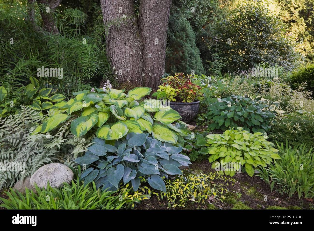 Prunus serotina - Cherry tree underplanted with Polygonatum ...