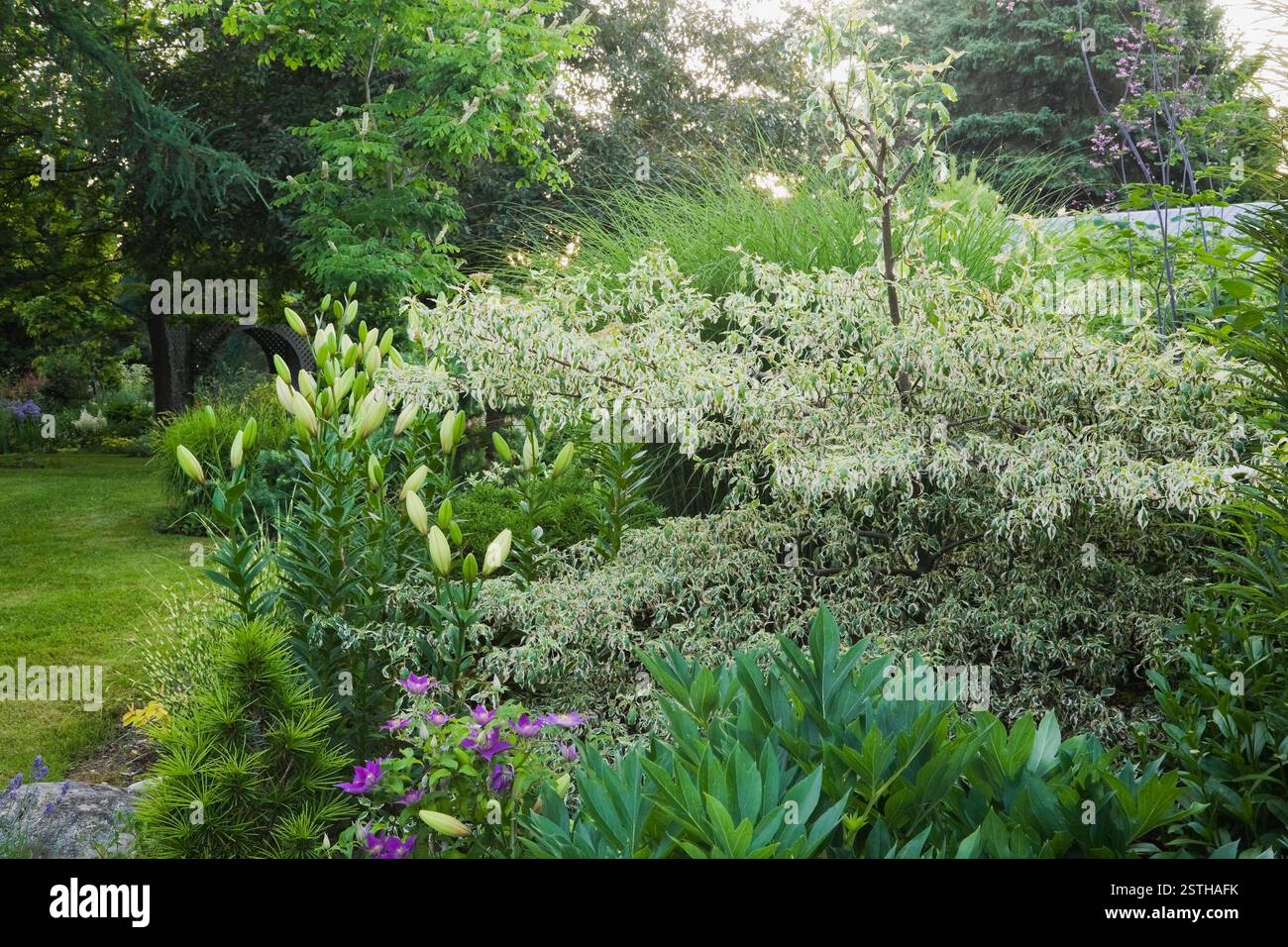Sciadopitys verticillata ‘Mecki’ - Japanese Umbrella Pine tree, purple ...