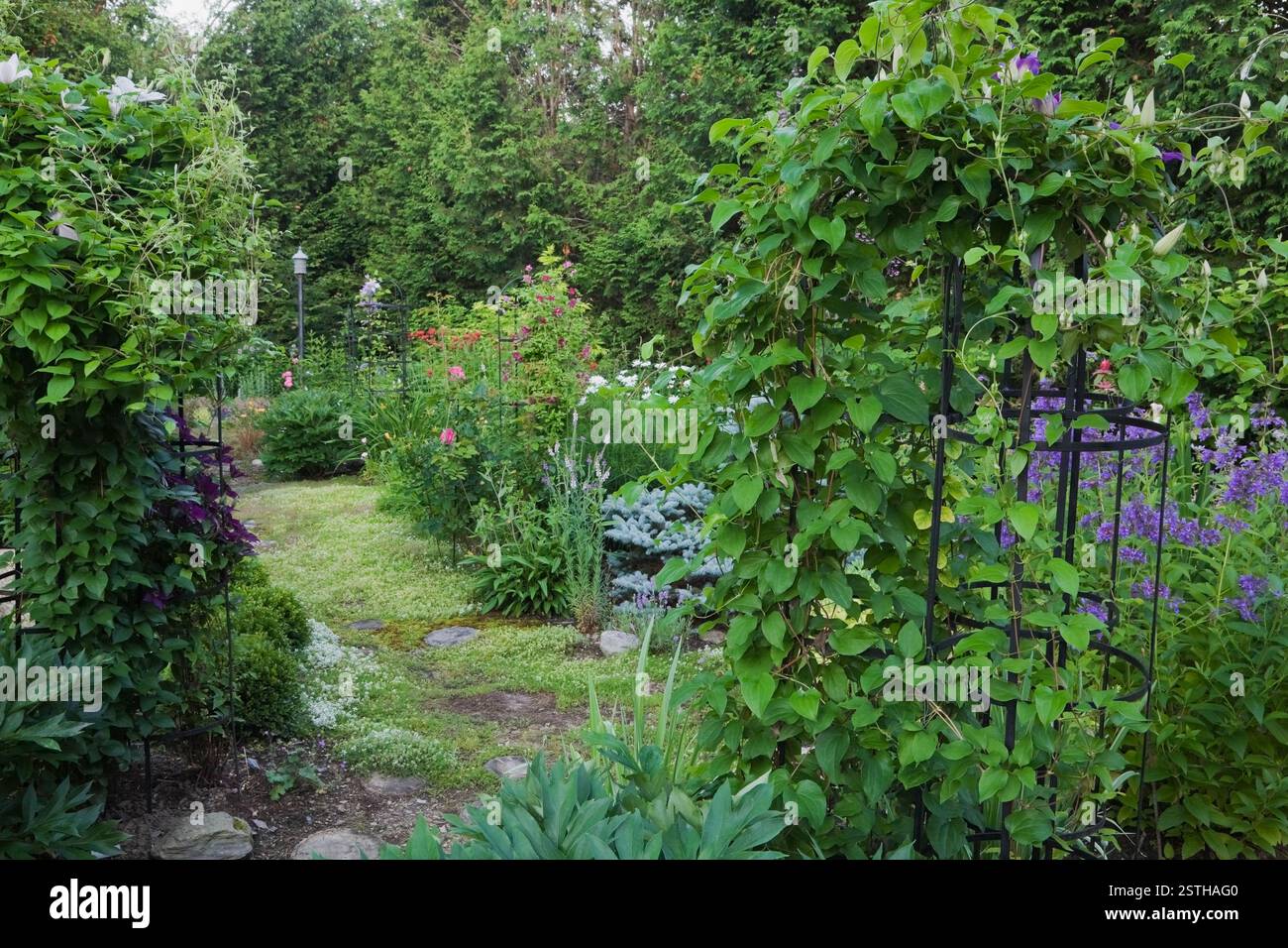 Black wrought iron metal tubular trellis structures with Clematis ...