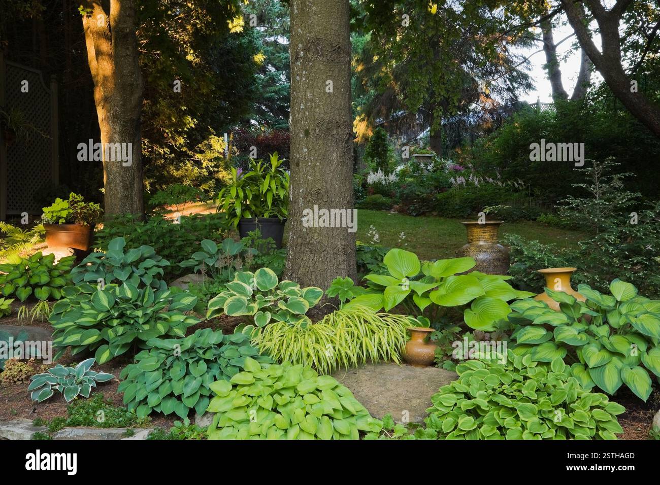 Deciduous trees underplanted with Hostas ‘Titanic’, ‘Paul’s Glory’, ‘El ...