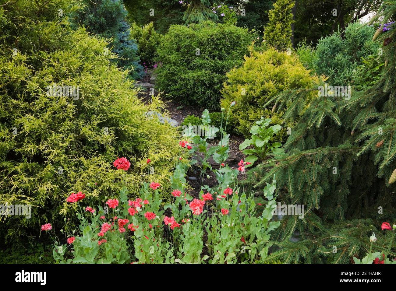 Border with Chamaecyparis pisifera ’Golden Mops’- False Cypress, red ...