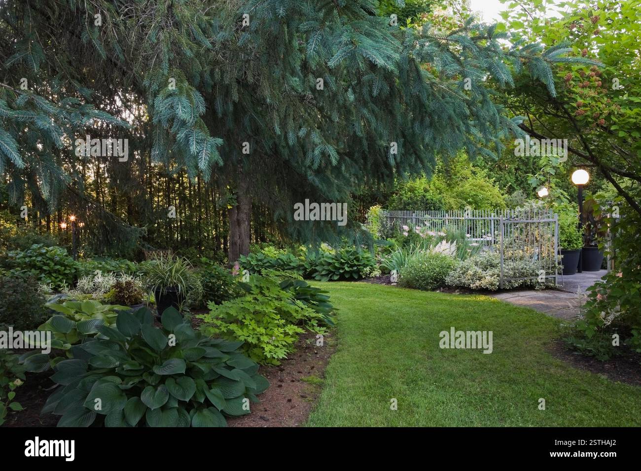 Coniferous tree branch over manicured green grass lawn and border with ...