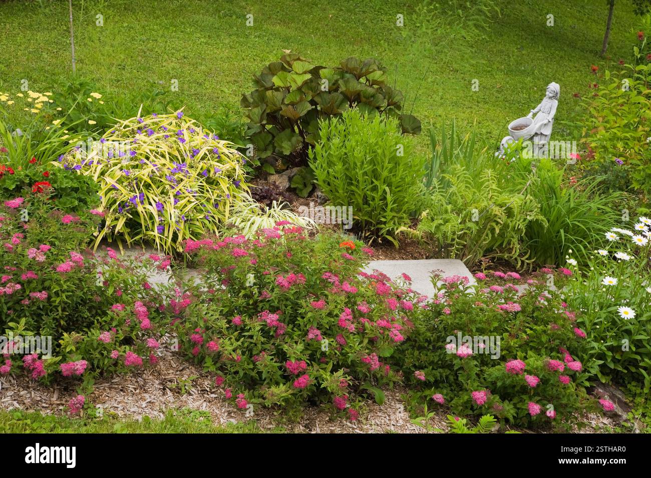 Cement steps bordered by pink Achillea millefolium - Yarrow, purple ...