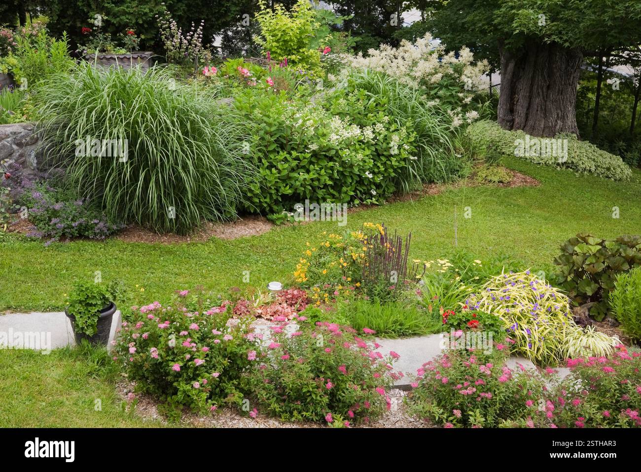 Cement steps bordered by pink Achillea millefolium - Yarrow, purple ...