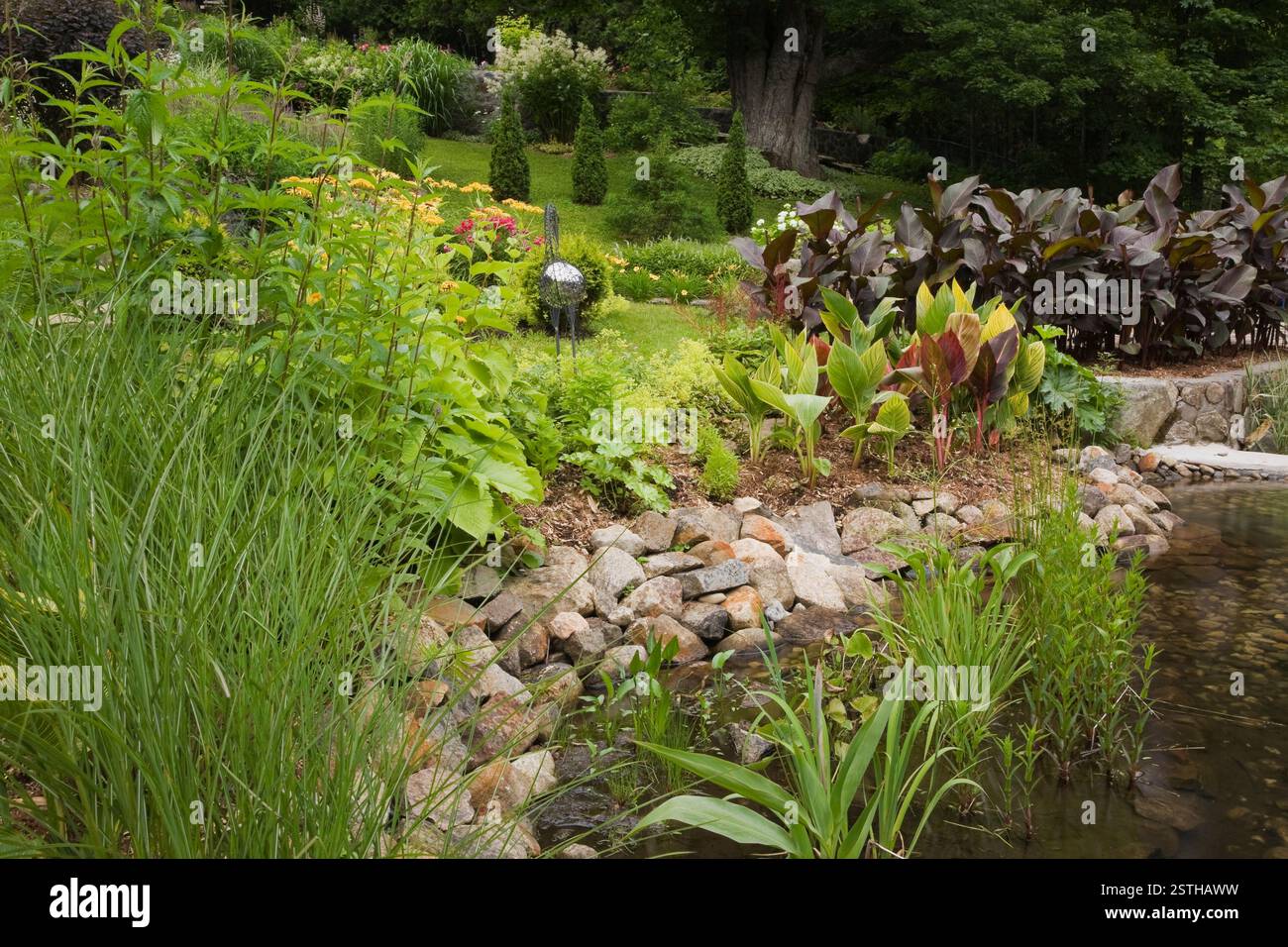 Man-made rock edged pond with Pondeteria cordata - Pickerel Weed ...