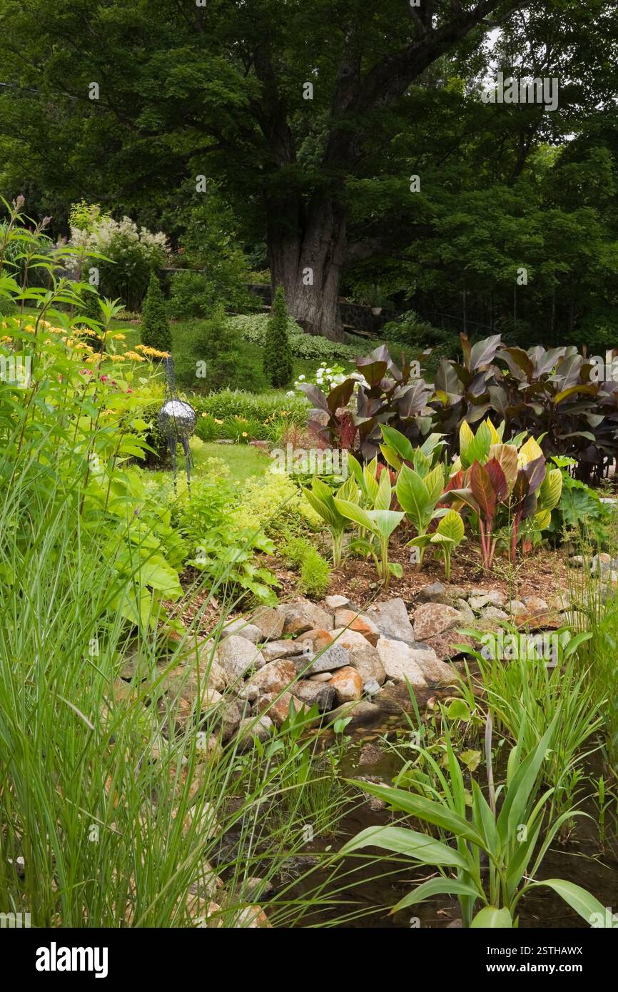 Man-made rock edged pond with Pondeteria cordata - Pickerel Weed ...