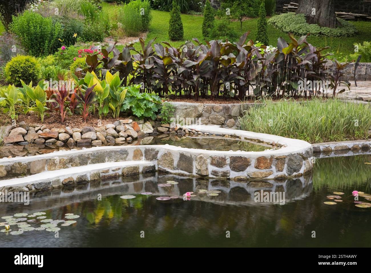 Man-made rock edged pond with pink Nymphaea - Waterlily flowers and ...