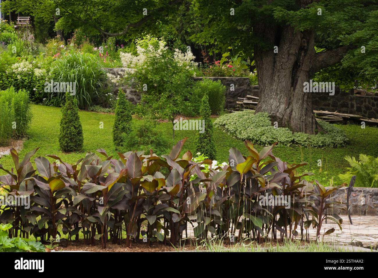 Border planted with Canna - Indian shot plants, large Acer - Maple tree ...