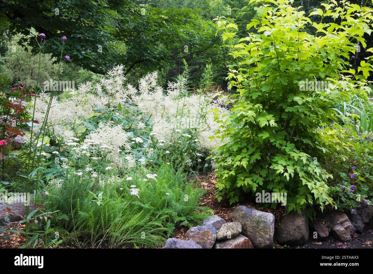 Rock edged border planted with Acer - Maple tree and white flowering ...
